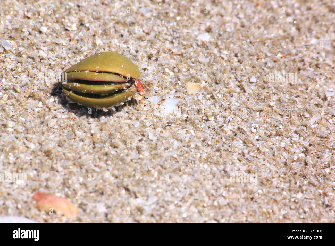 Seeds from plants proliferated. Grow on the sea Stock Photo - Alamy