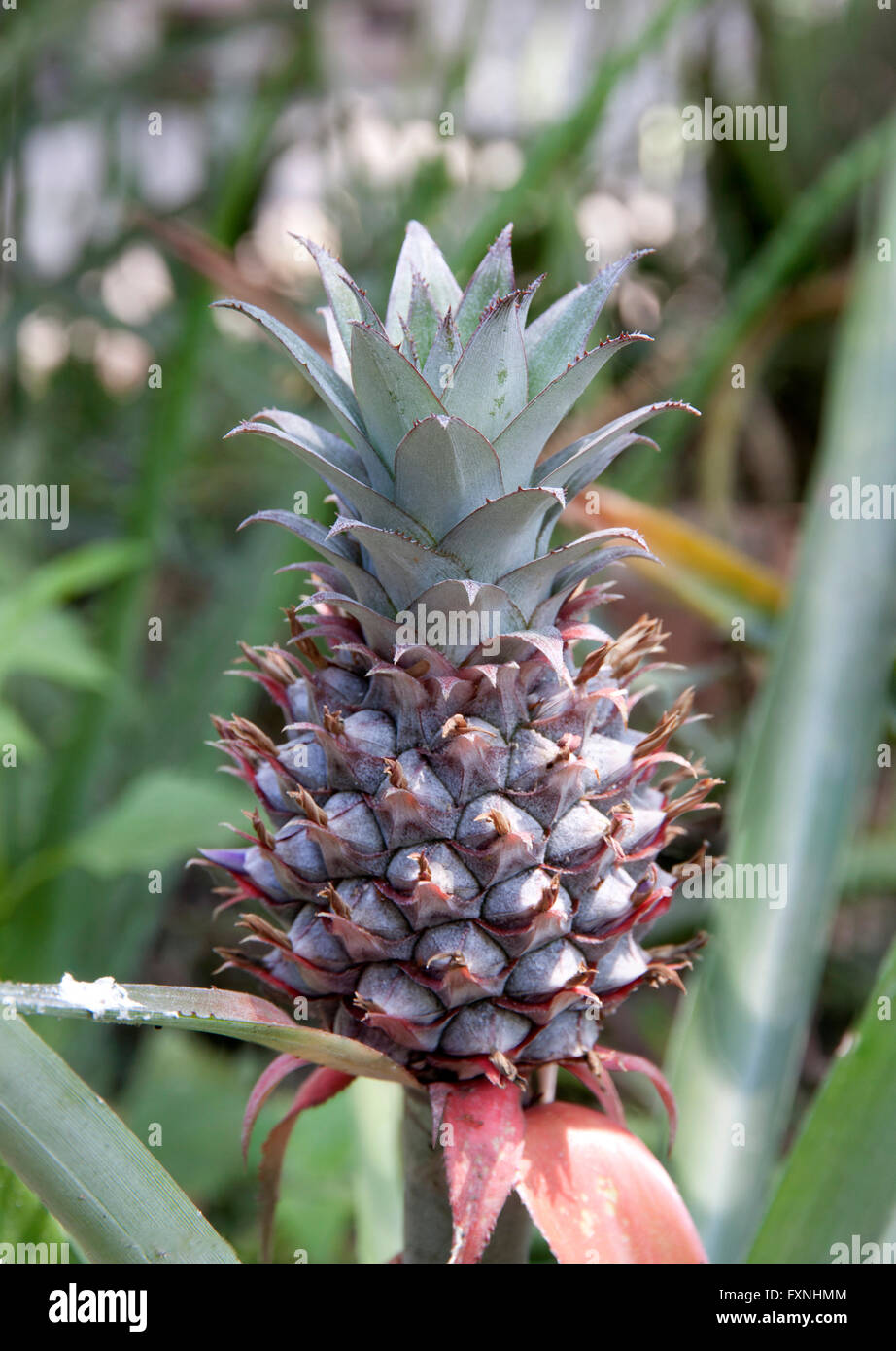 Pineapple crown hi-res stock photography and images - Alamy