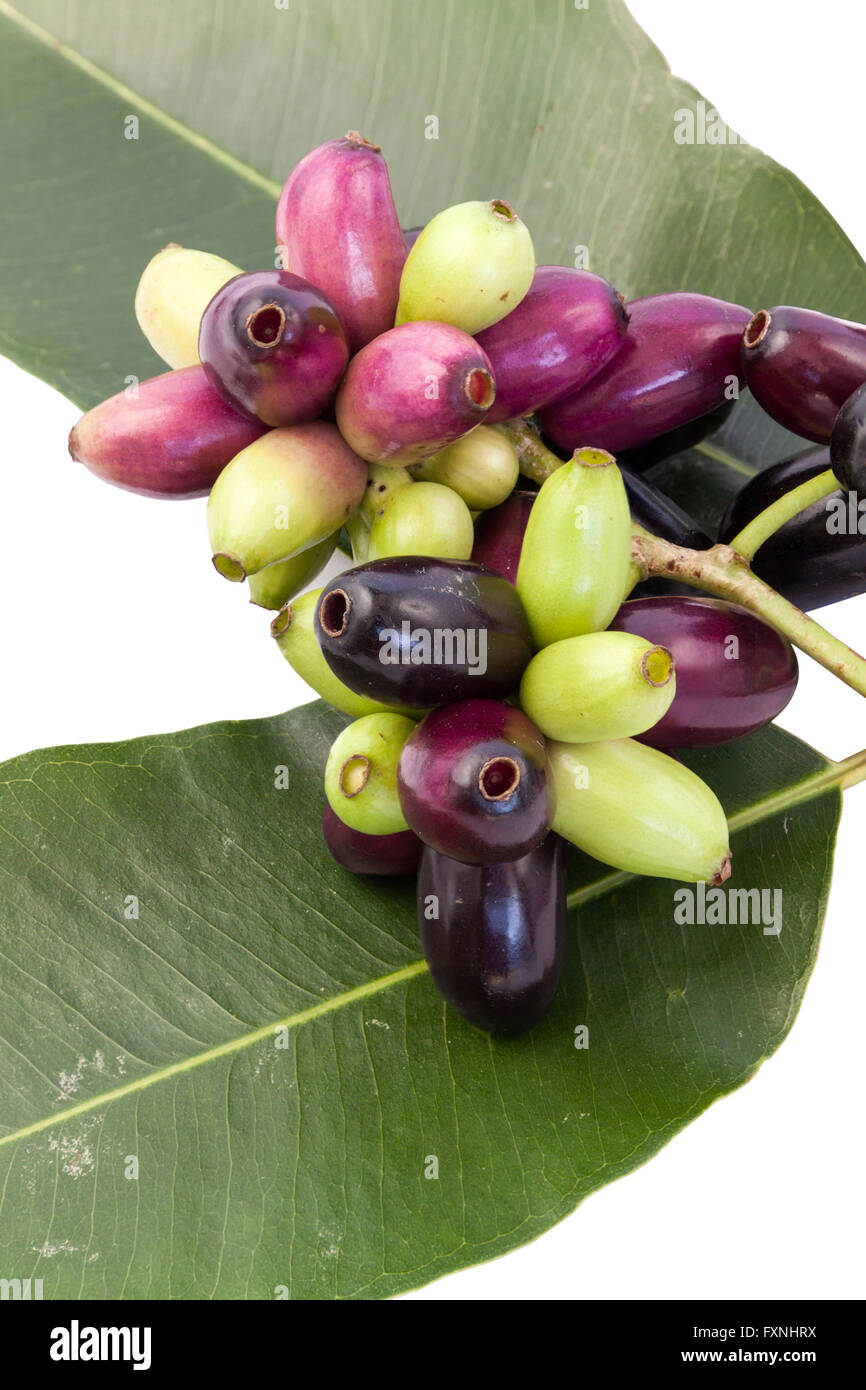 Jambul or Jamun isolated on white. Rich in vitamins and minerals like ...