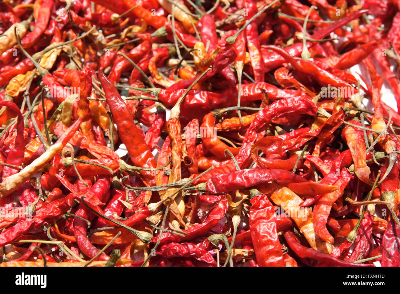 Drying peppers dry with sunshine. Is preserved one, with spicy peppers ...