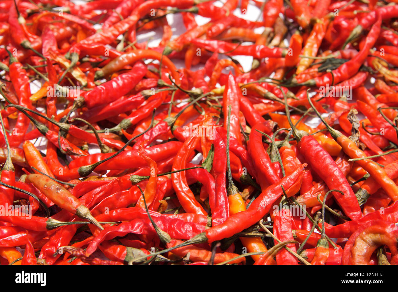 Drying peppers dry with sunshine. Is preserved one, with spicy peppers ...