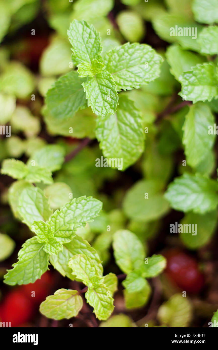 Fresh Peppermint growing in nature. Focus on front leaves Stock Photo ...