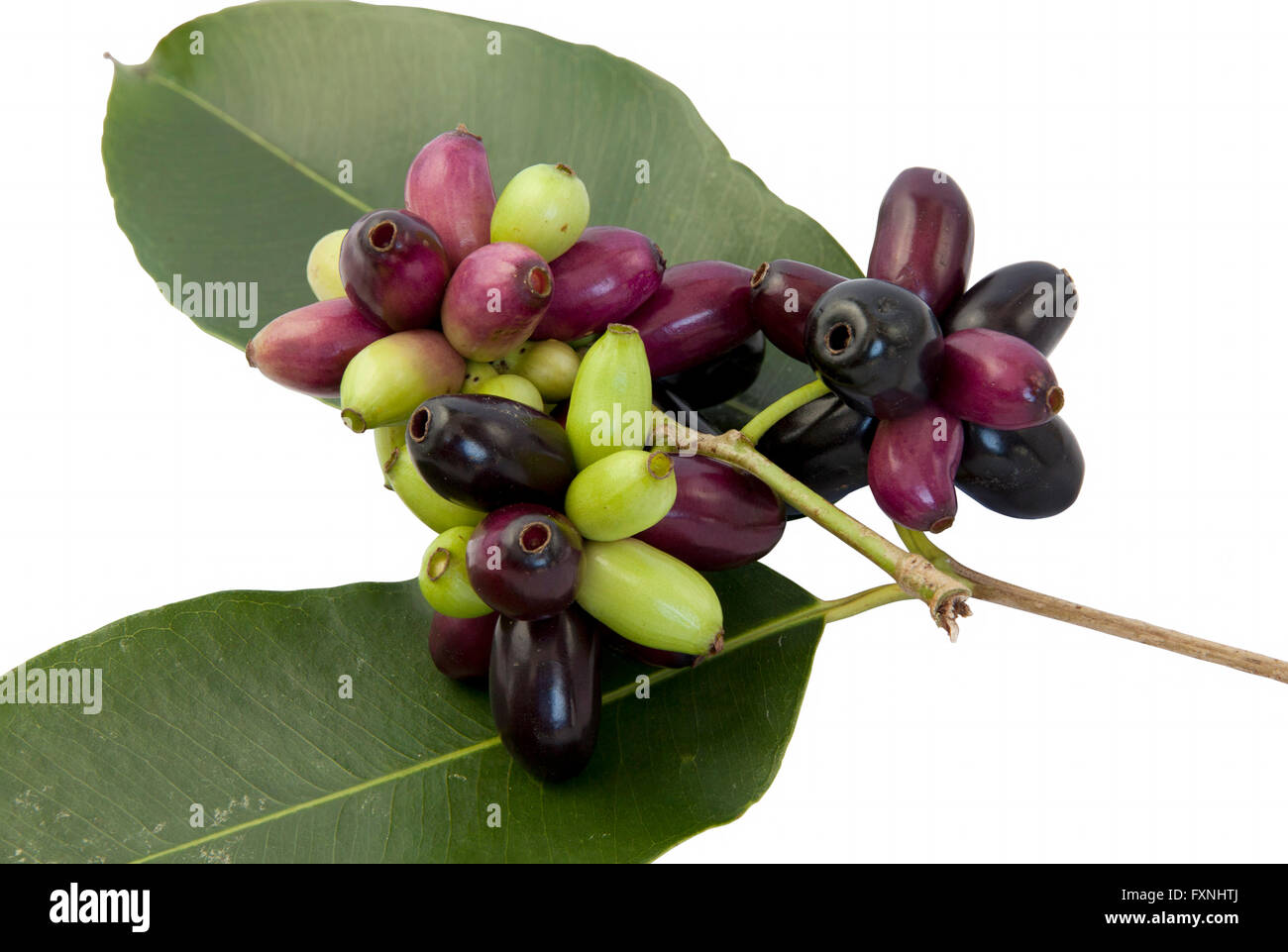 Jambul Fruit Malayalam