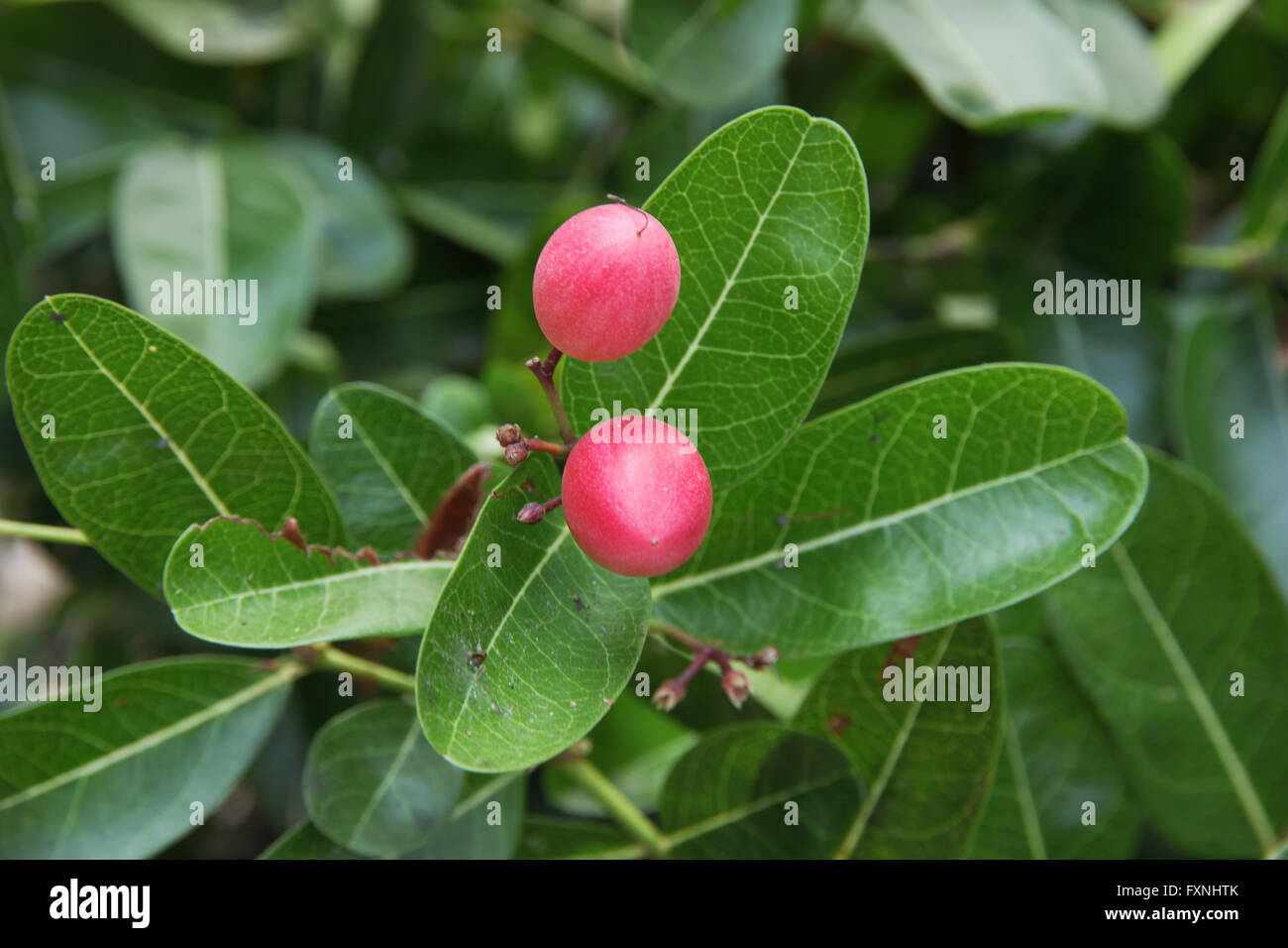Koromcha Tree High Resolution Stock Photography and Images - Alamy