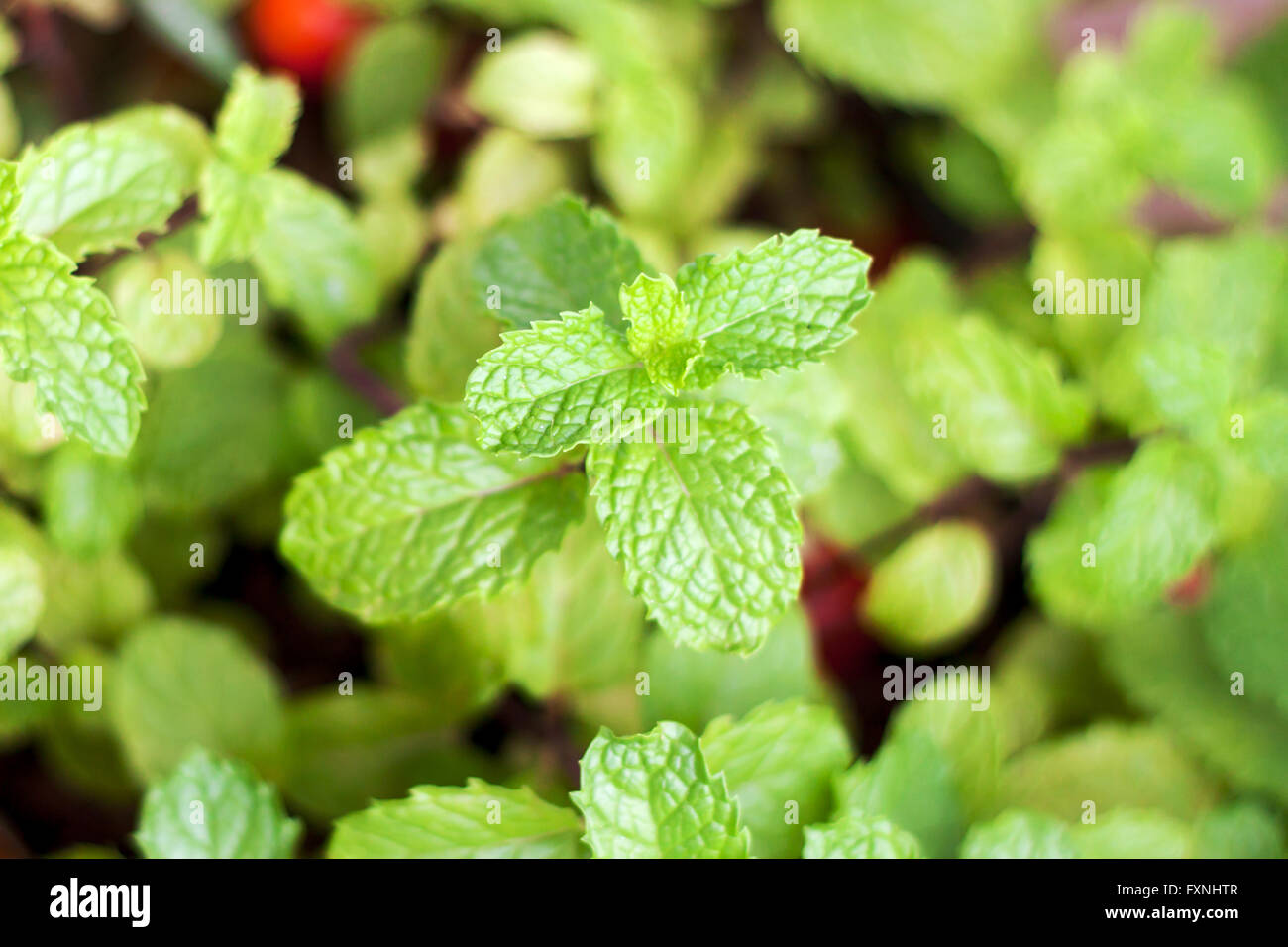 Fresh mint growing in nature. Focus on front leaves Stock Photo - Alamy