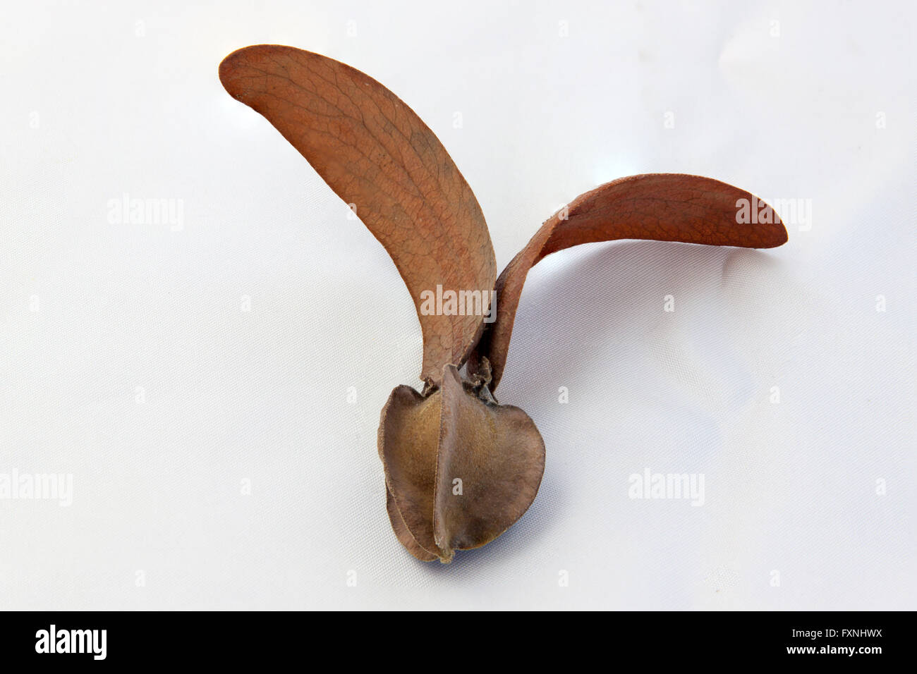 Rubber seed on white background Stock Photo - Alamy