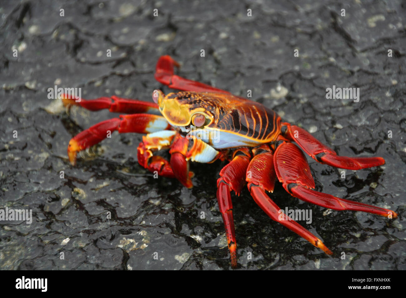 Red rock crab hi-res stock photography and images - Alamy