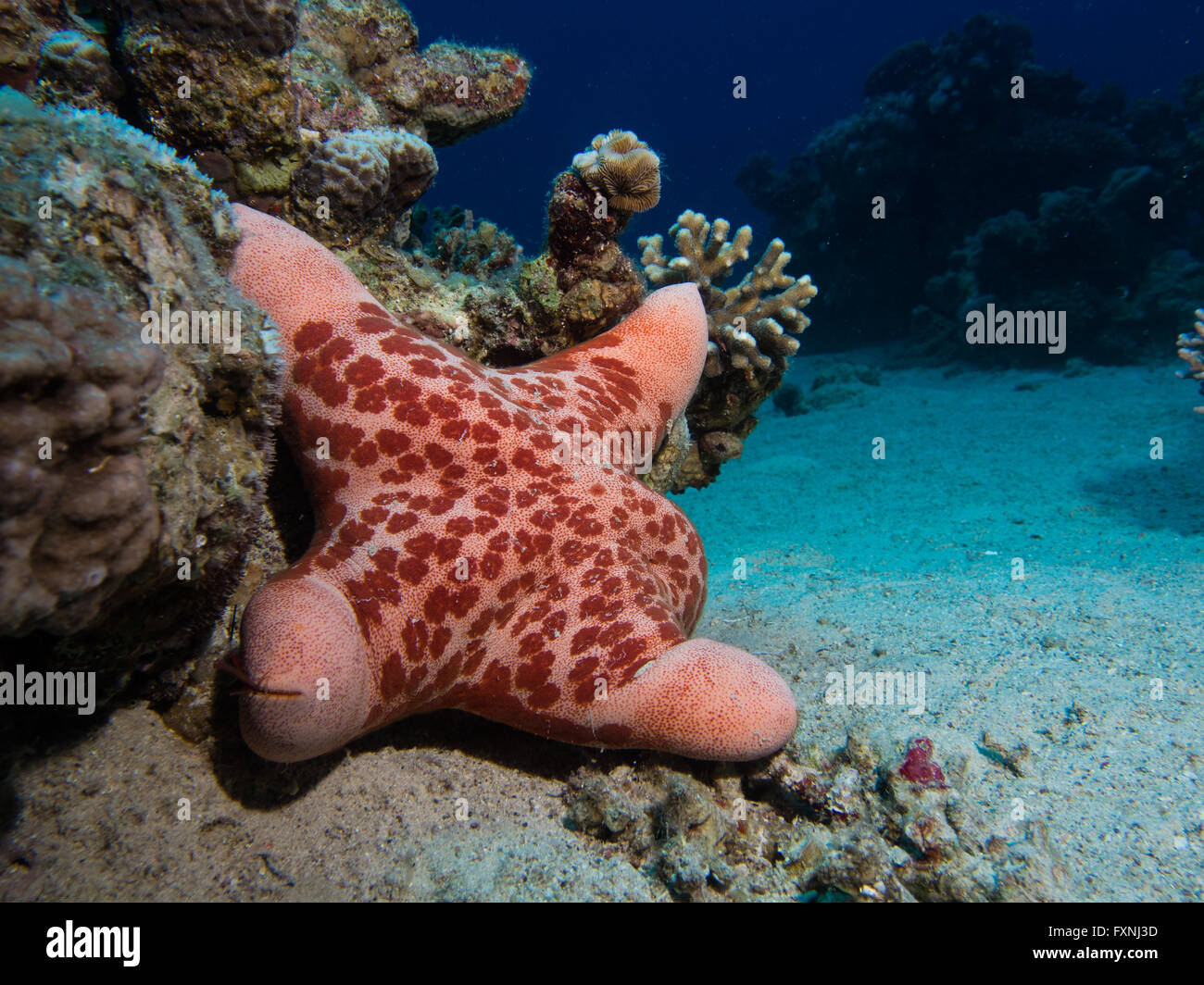 Starfish red hi-res stock photography and images - Alamy