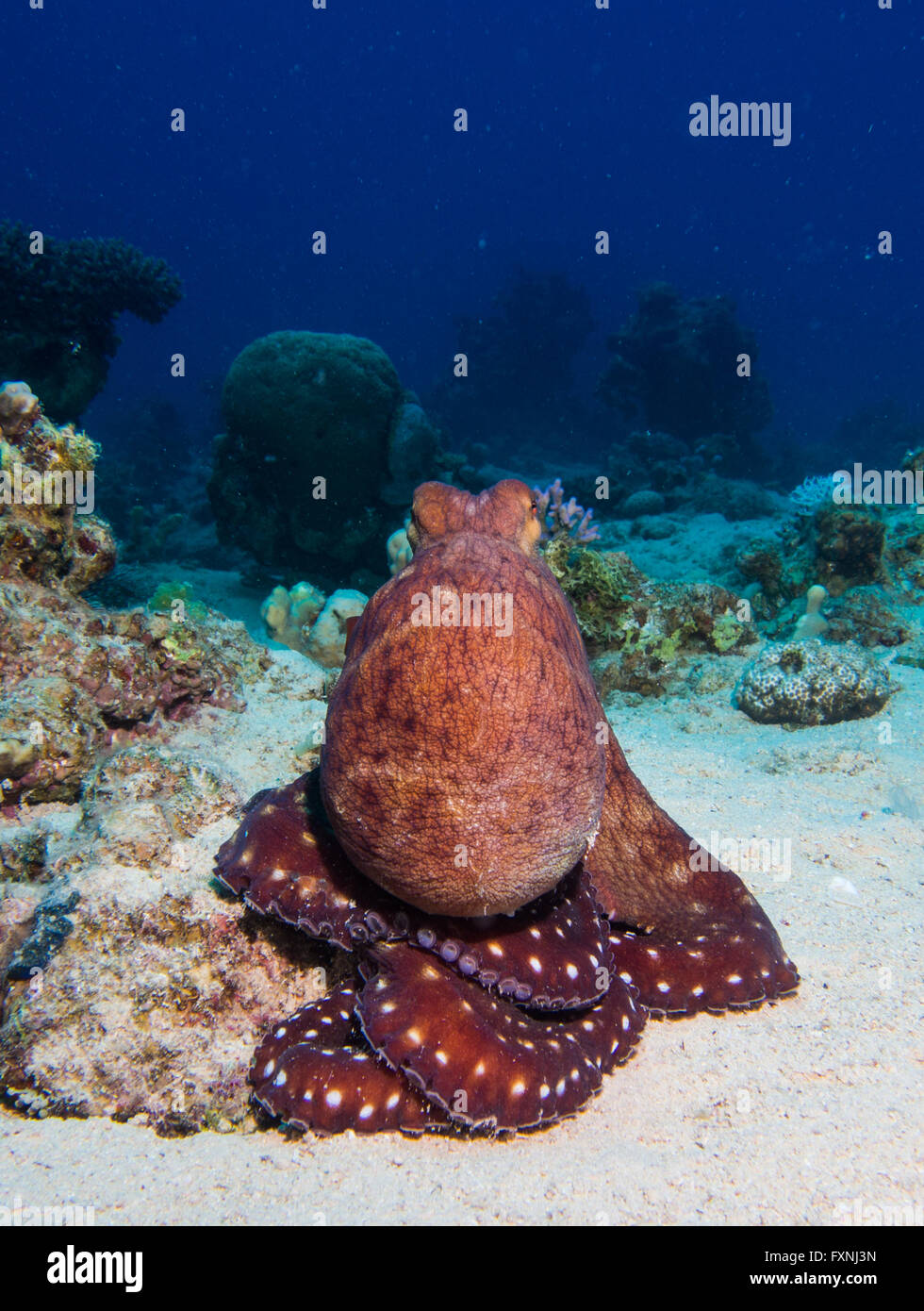 Red sea octopus hi-res stock photography and images - Alamy