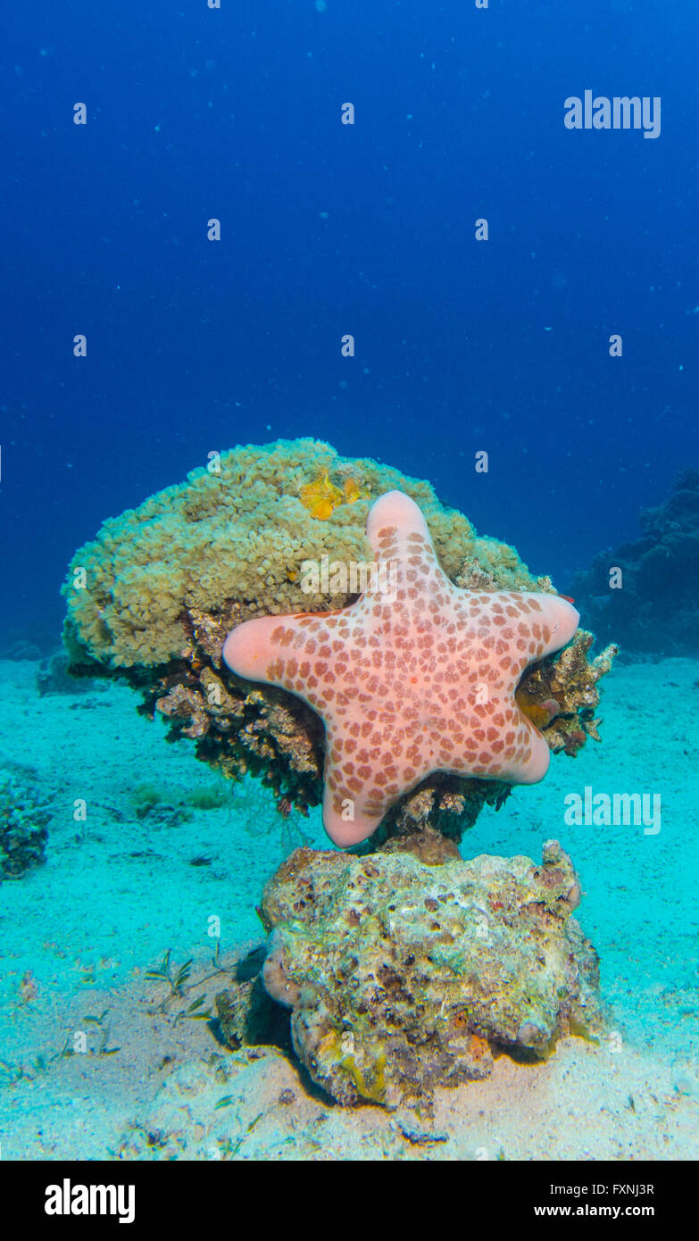 Star fish and a coral Stock Photo - Alamy