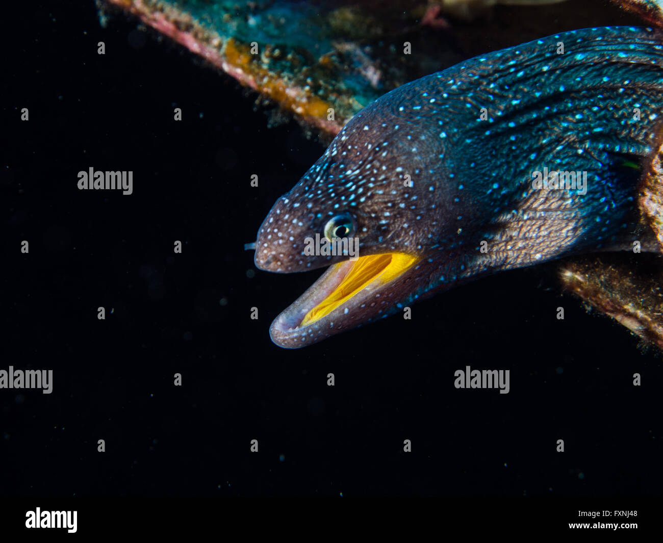 Yellow moray eel hi-res stock photography and images - Alamy
