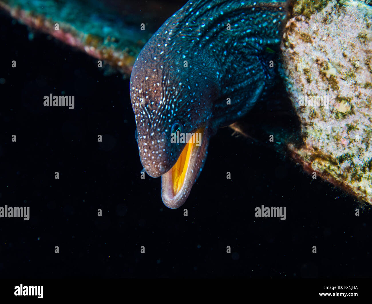 Yellow Mouthed Moray Eel Stock Photo - Alamy