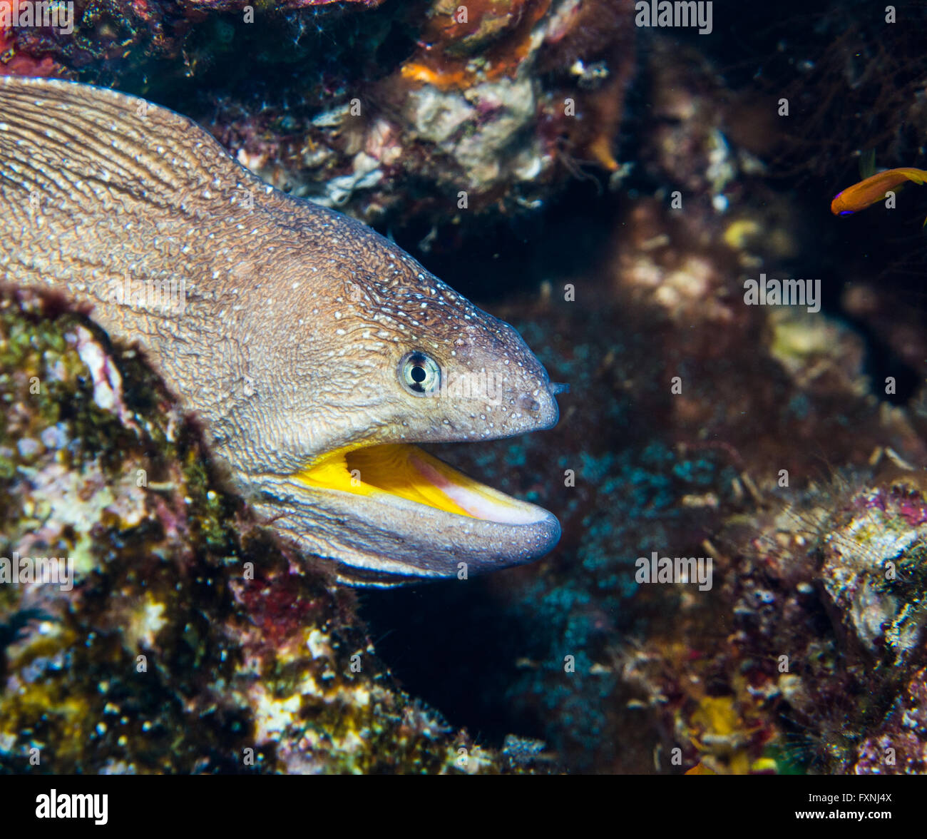 Yellow Mouthed Moray Eel Stock Photo - Alamy