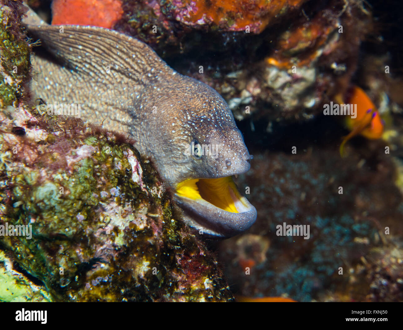 Yellow Mouthed Moray Eel Stock Photo - Alamy
