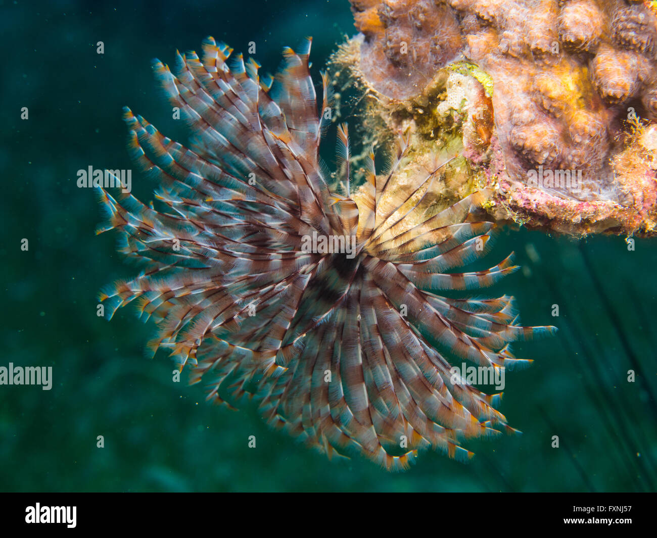 Feather Duster Worm Stock Photo - Alamy