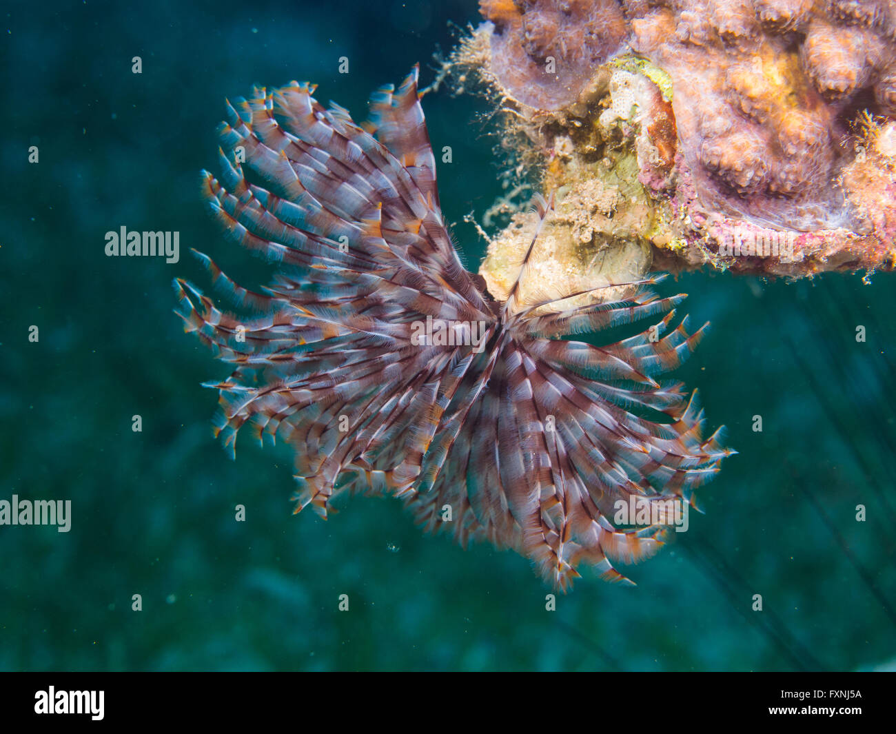 Feather duster worm hi-res stock photography and images - Alamy