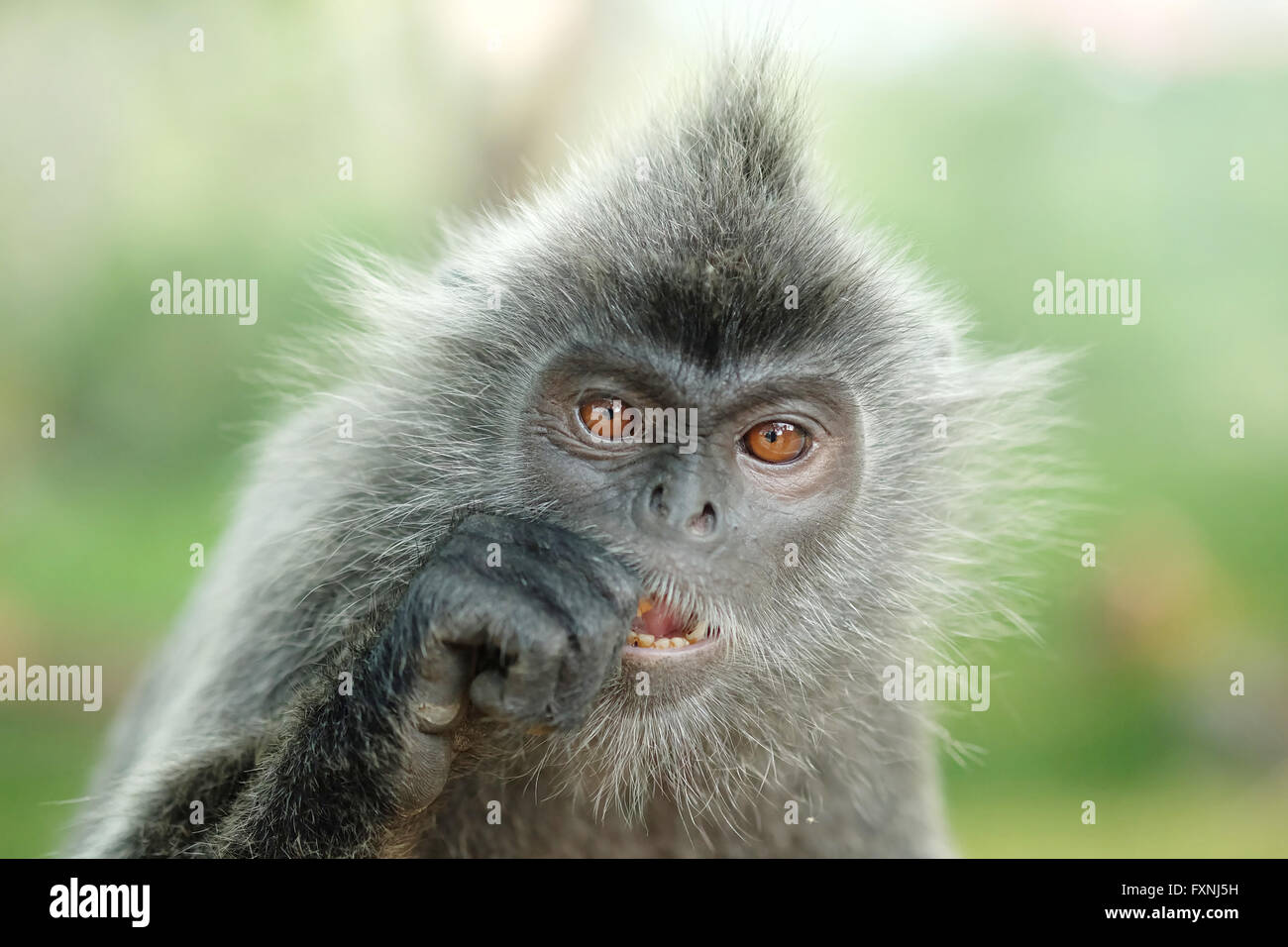 Portrait of a Silver Leaf Monkey Stock Photo - Alamy