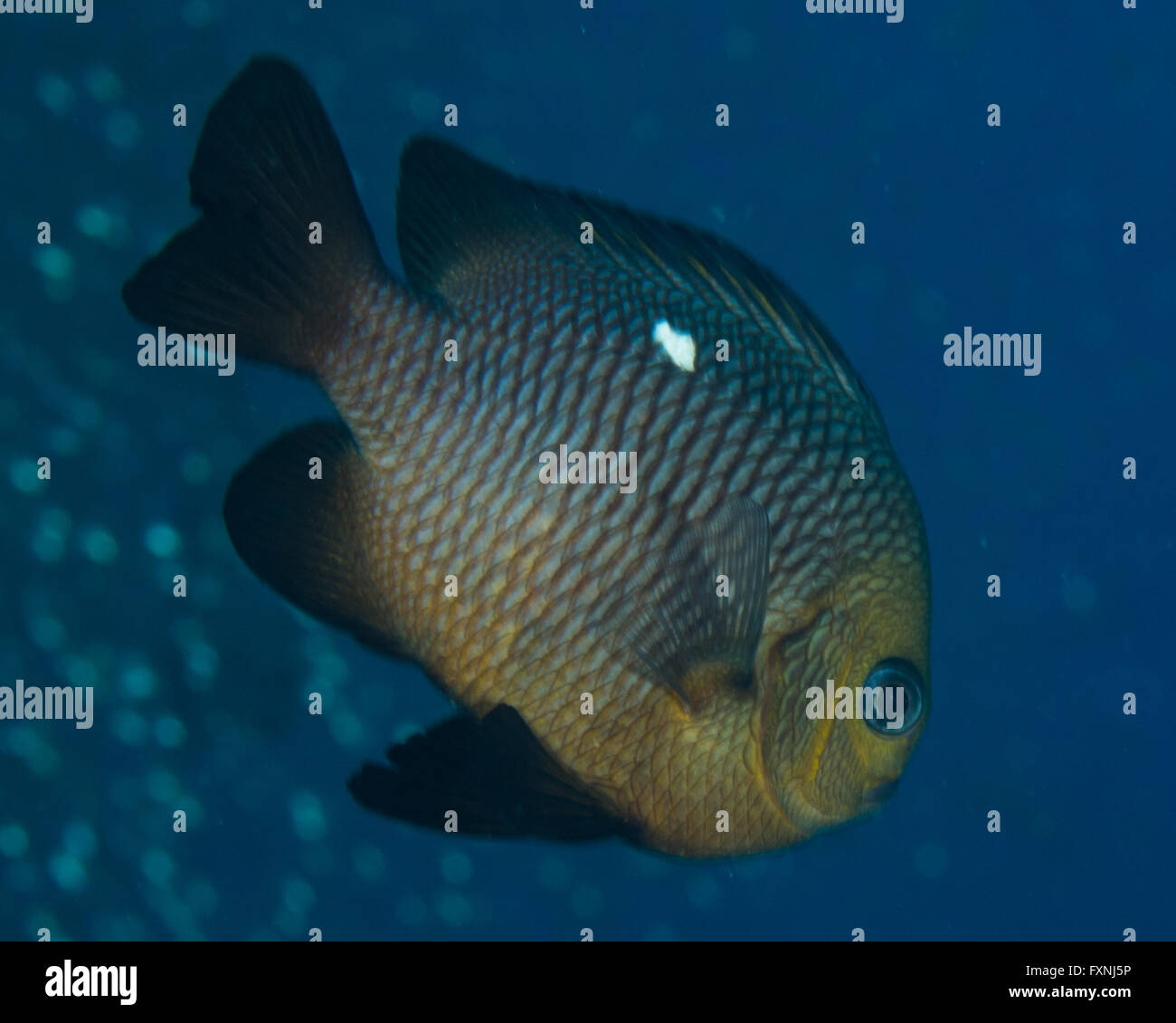 Domino fish hi-res stock photography and images - Alamy