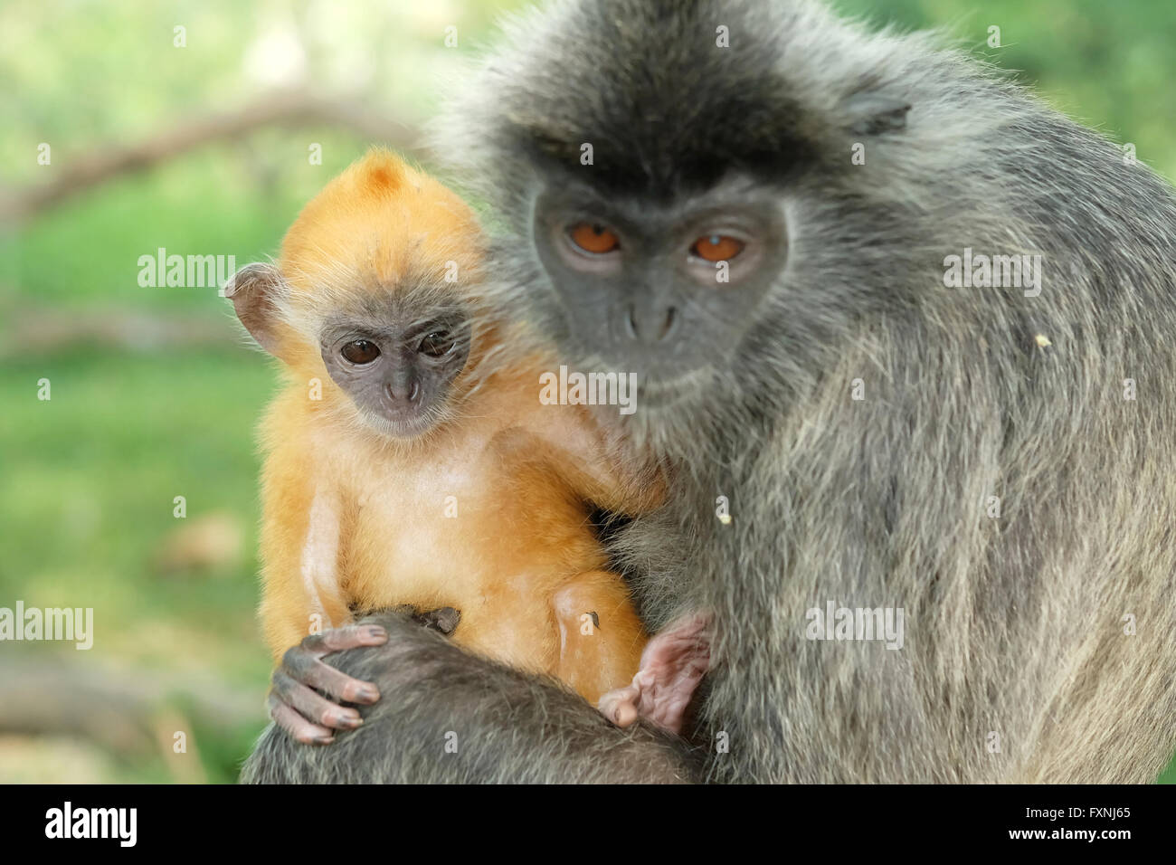 Portrait of a Young Silver Leaf Monkey Stock Photo - Alamy