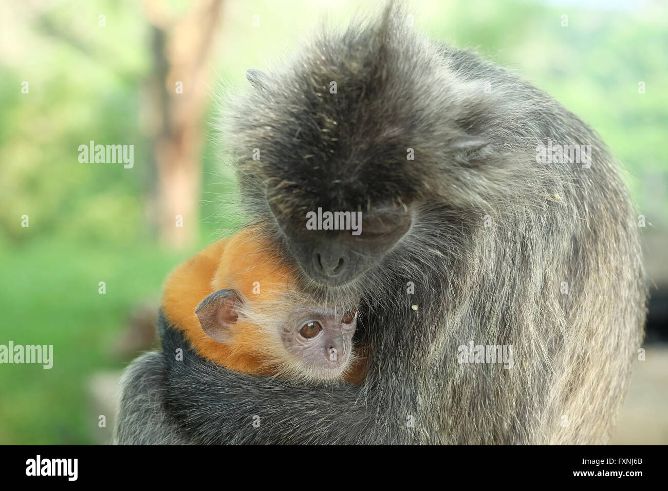 Silvery Lutung Monkey High Resolution Stock Photography and Images - Alamy