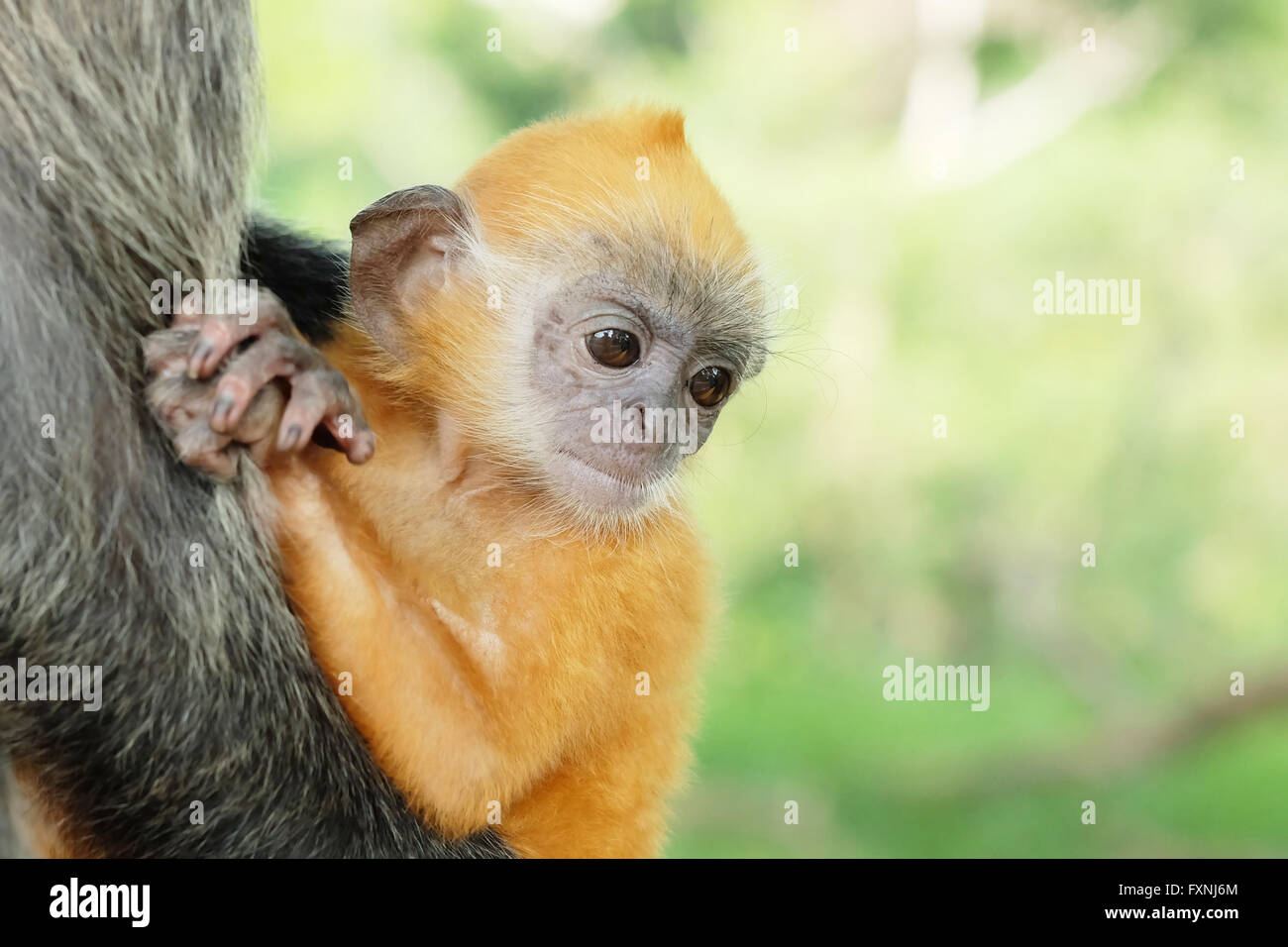Portrait of a Young Silver Leaf Monkey Stock Photo - Alamy
