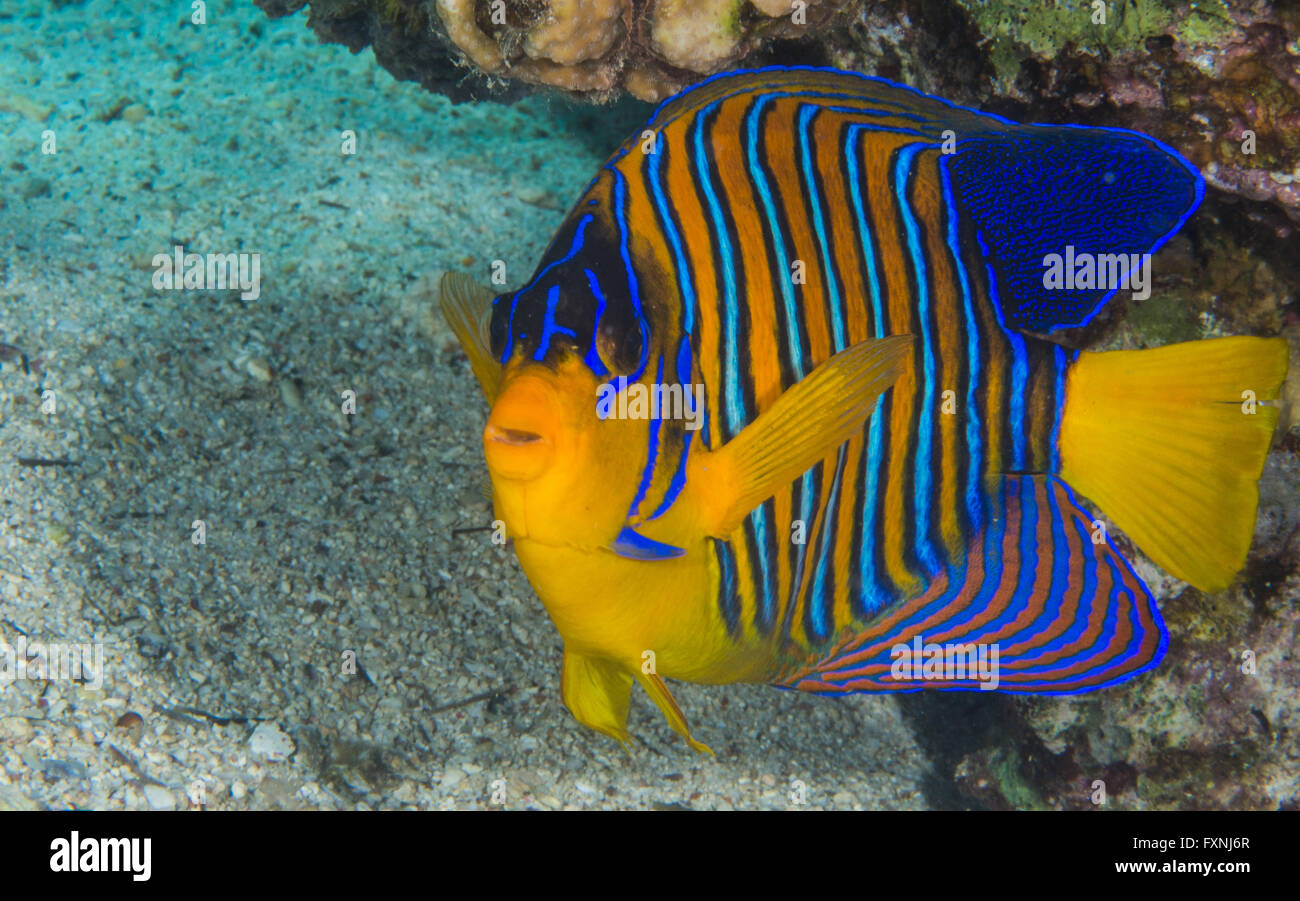 Regal angelfish hi-res stock photography and images - Alamy