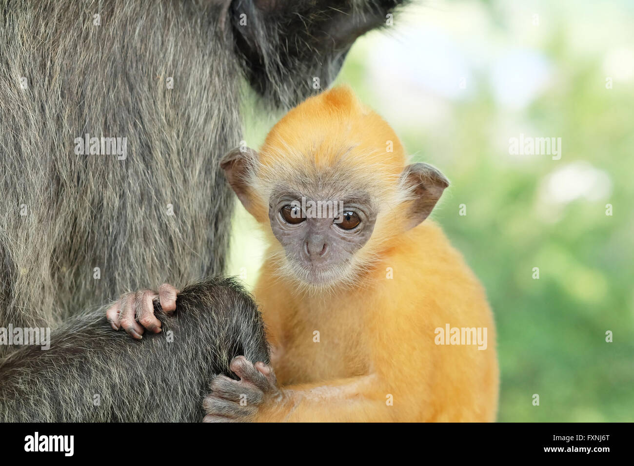 Silver monkey hi-res stock photography and images - Alamy