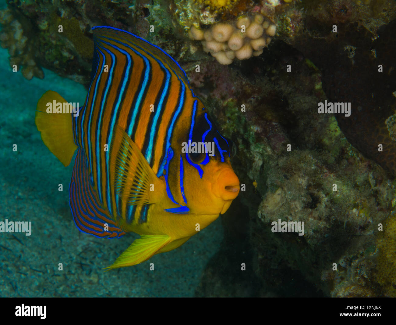 Regal angelfish hi-res stock photography and images - Alamy