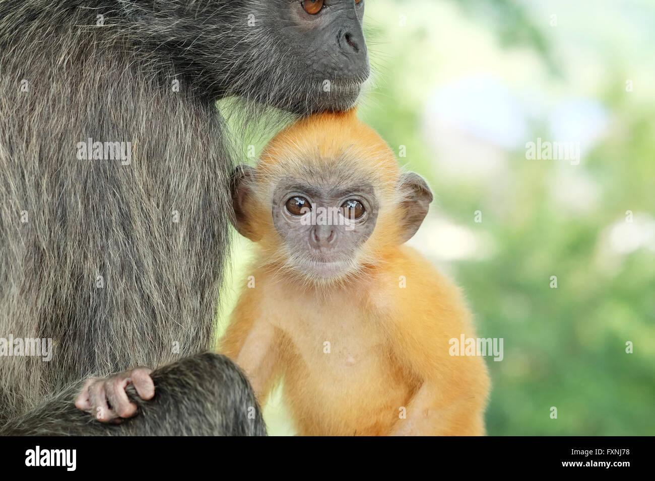 Portrait of a Young Silver Leaf Monkey Stock Photo - Alamy