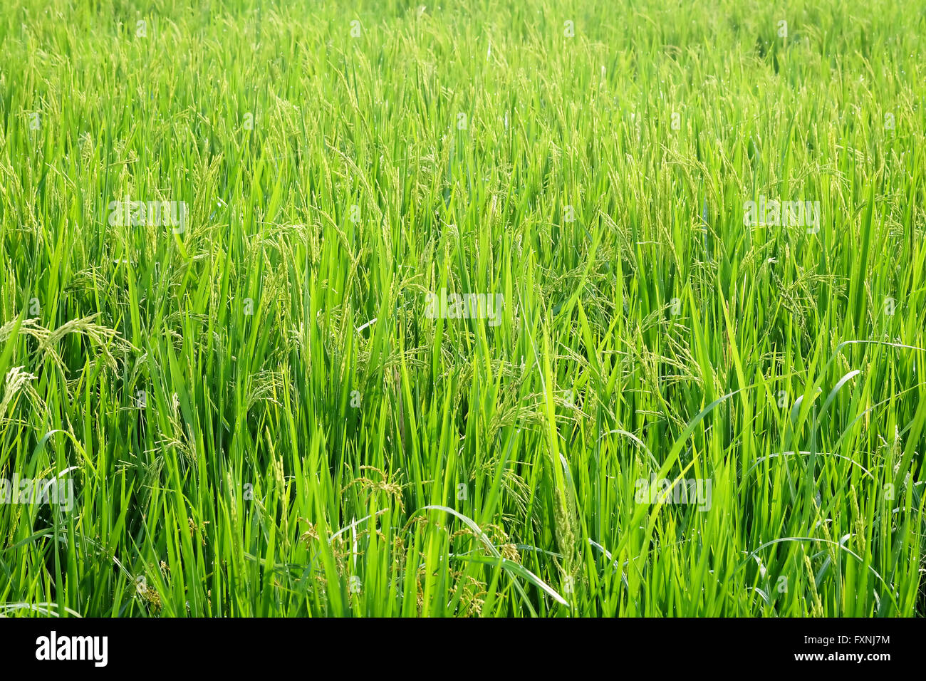 Paddy Fields in Malaysia Stock Photo - Alamy