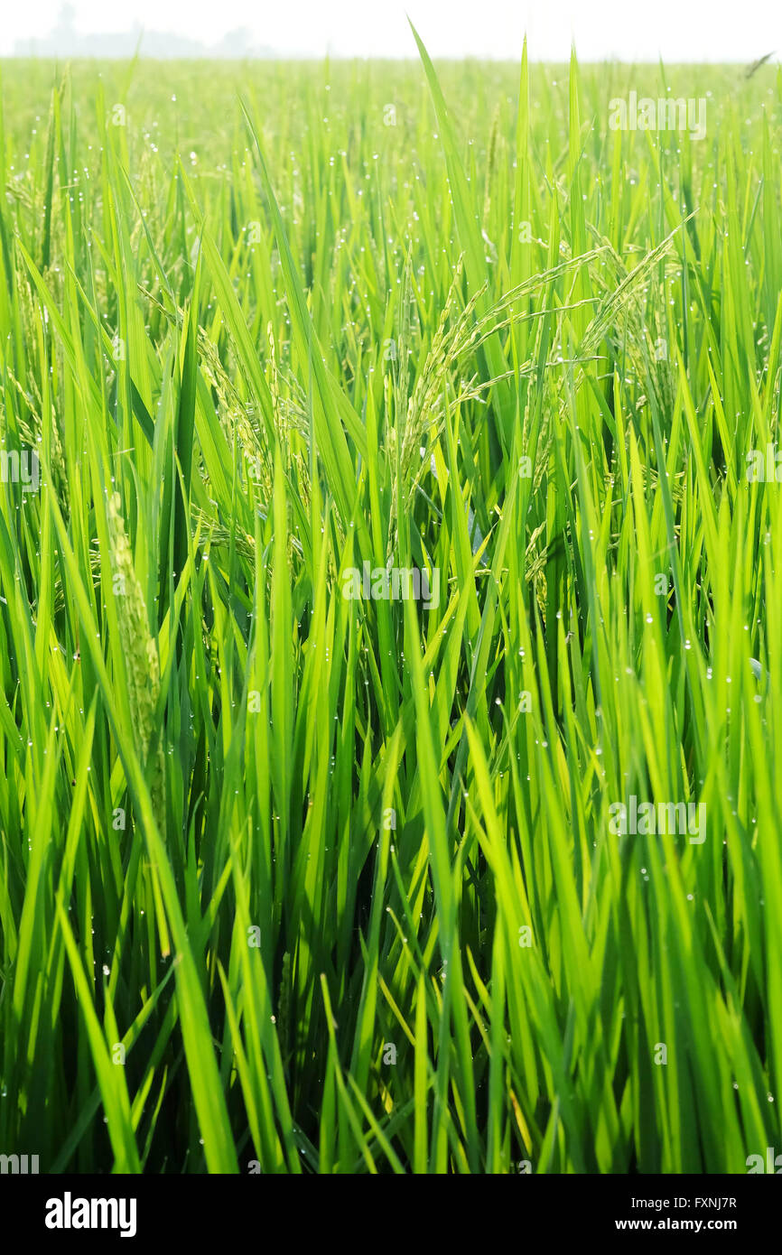 Paddy Fields in Malaysia Stock Photo - Alamy