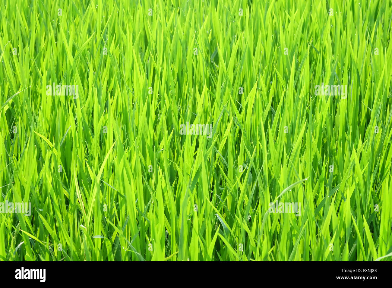 Paddy Fields in Malaysia Stock Photo - Alamy