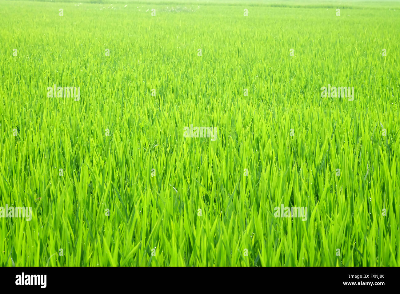 Paddy fields in malaysia hi-res stock photography and images - Alamy