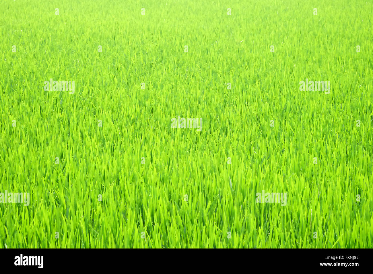 Rice paddy landscape hi-res stock photography and images - Alamy