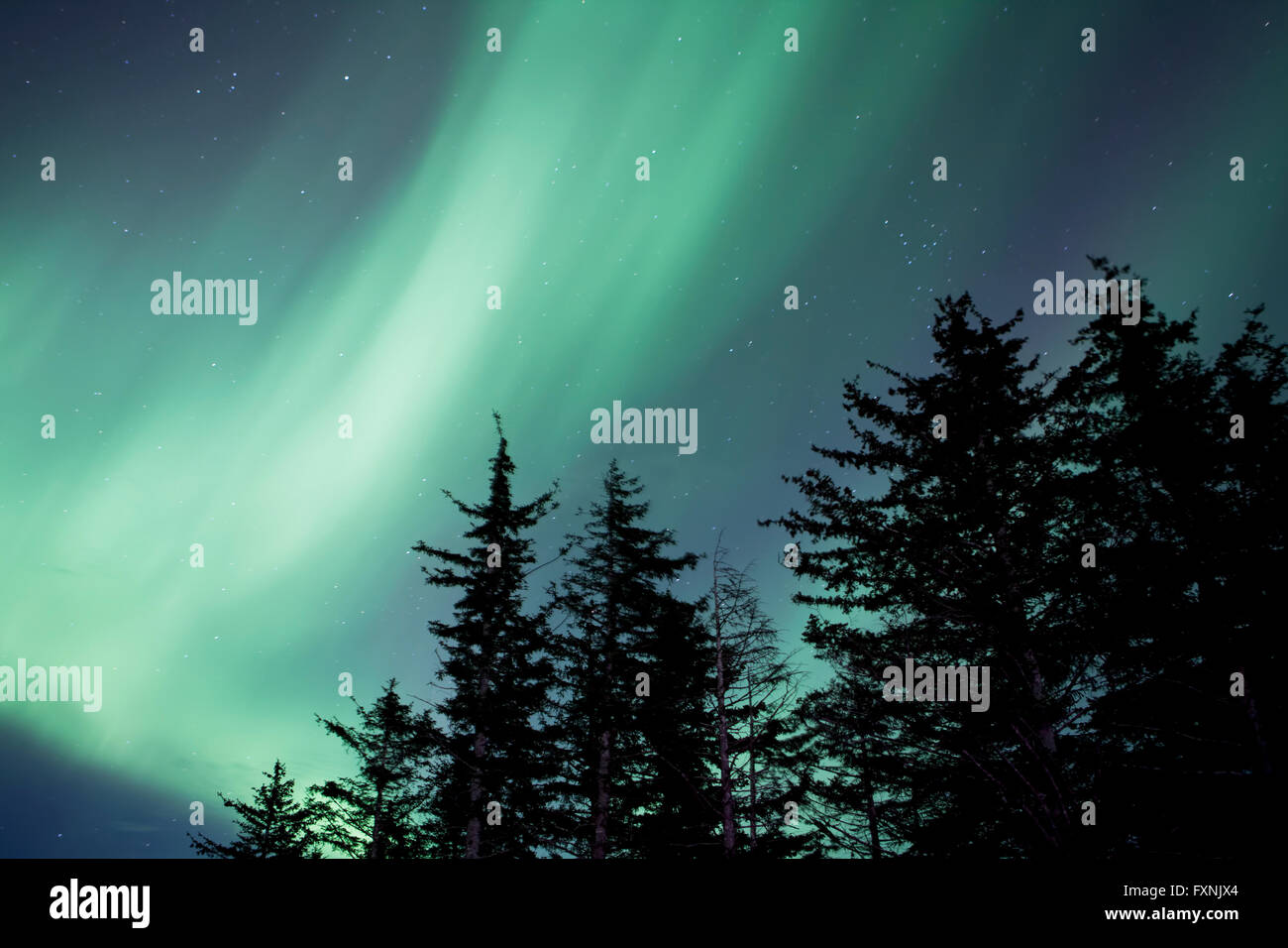Aurora borealis alaska trees hi-res stock photography and images - Alamy