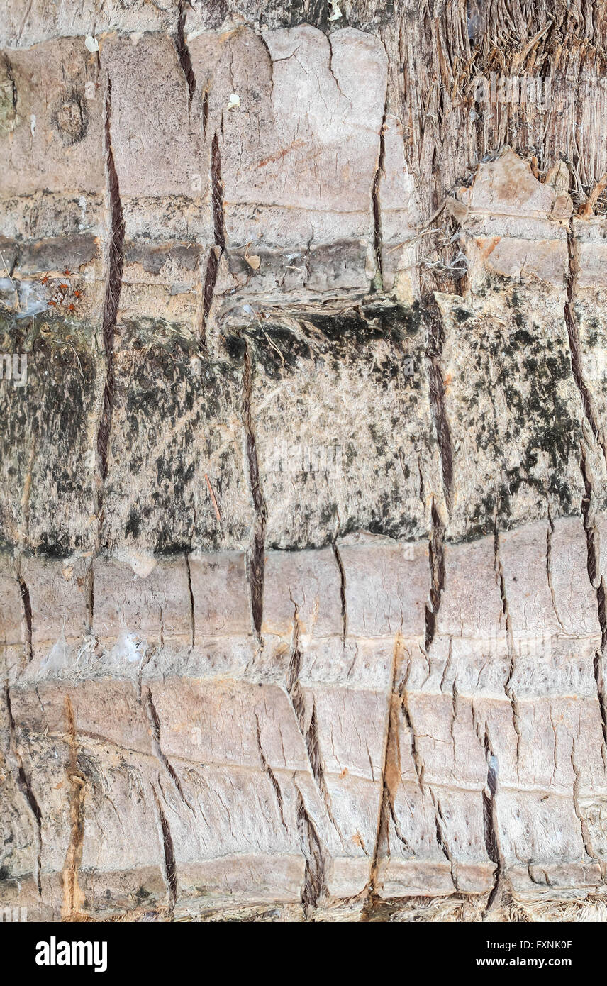 Texture closeup of coconut tree background Stock Photo - Alamy