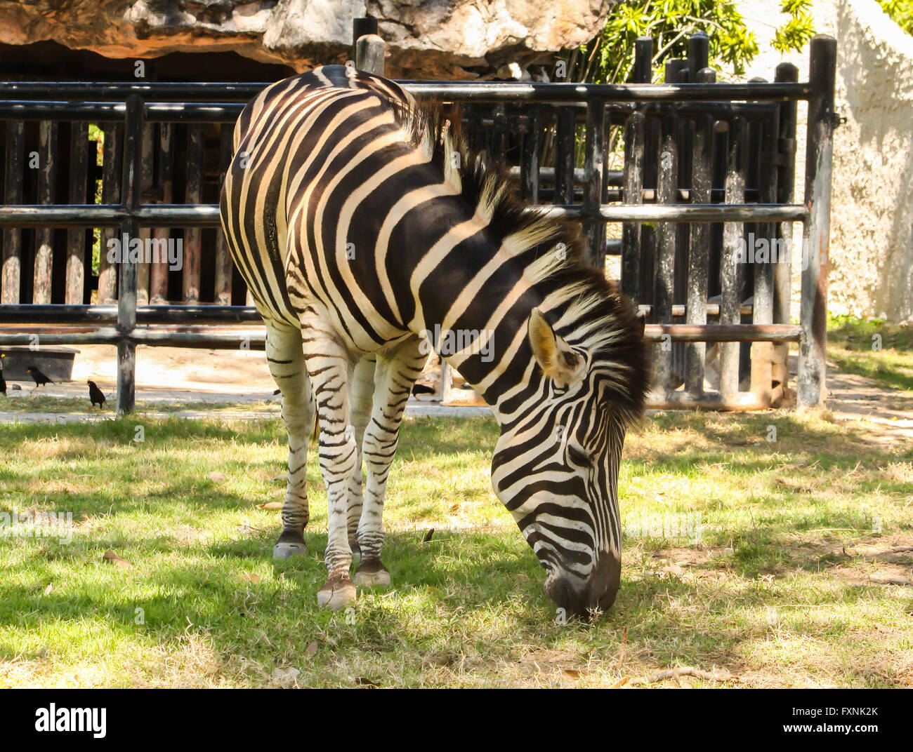 Single zebra portrait in the zoo thailand Stock Photo - Alamy