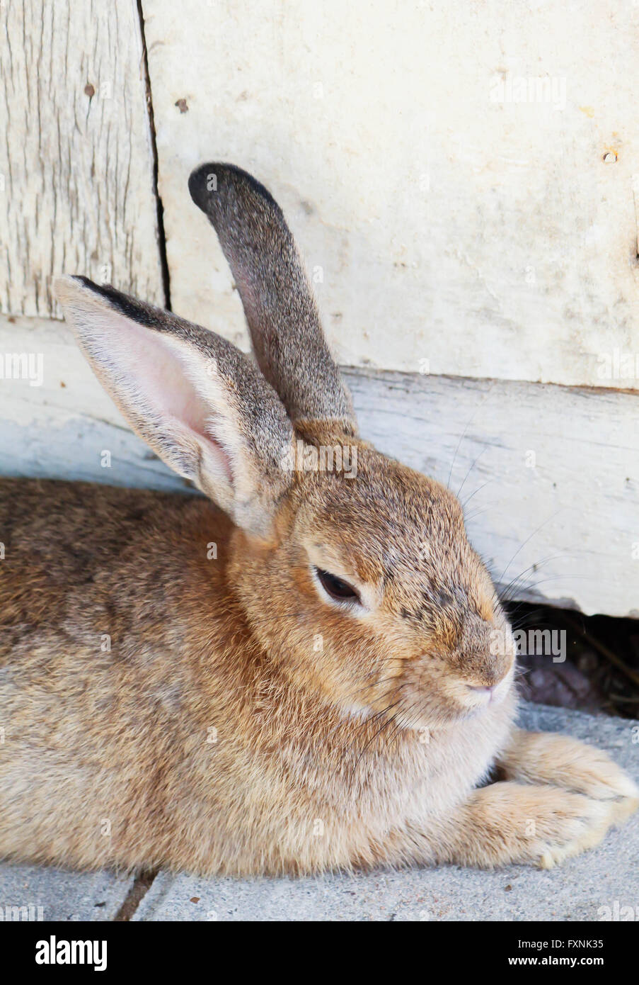 Cute brown rabbit sitting on the concrete Stock Photo - Alamy