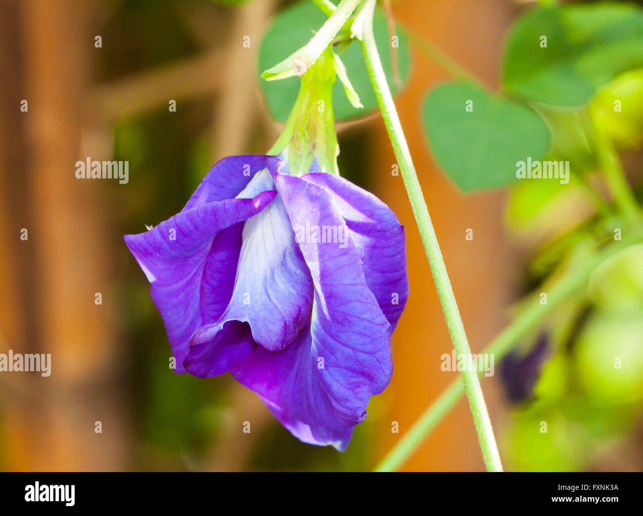Butterfly Pea flower in the garden Stock Photo - Alamy