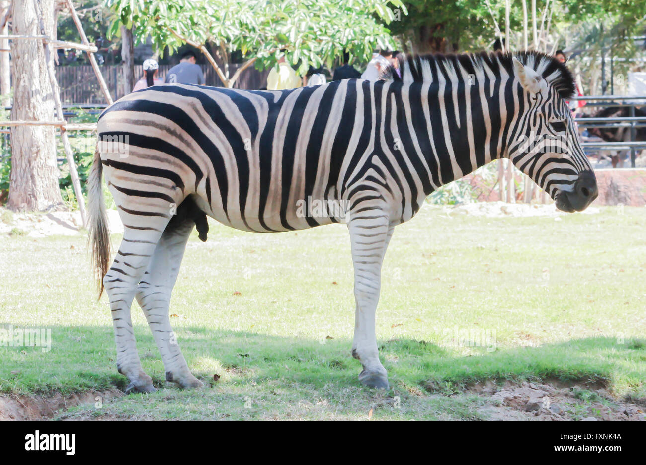 Single big zebra portrait in the zoo thailand.JPG Stock Photo - Alamy