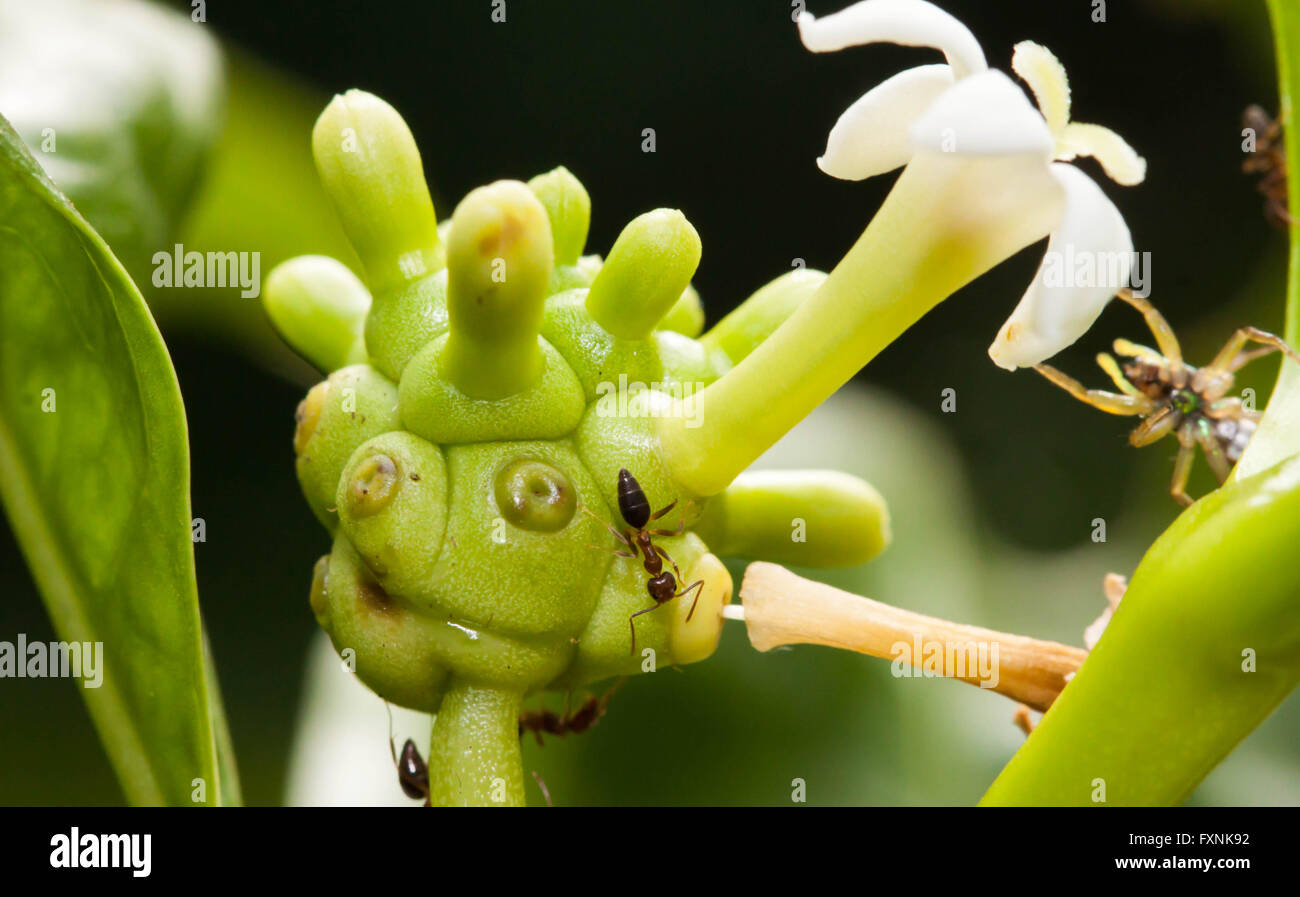 Close up Fresh little noni fruit on the tree Stock Photo - Alamy