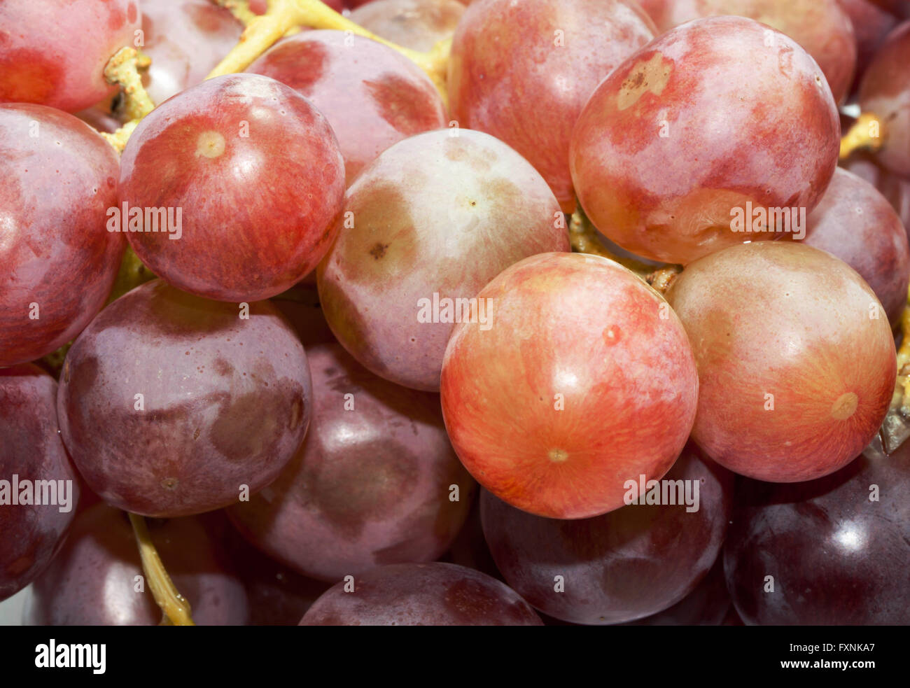 Close up Ripe red grape on white background Stock Photo - Alamy
