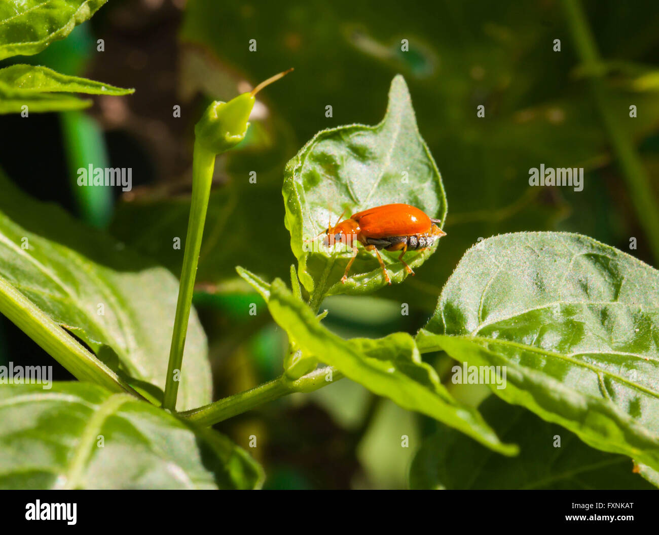 Cucurbit beetle hi-res stock photography and images - Alamy
