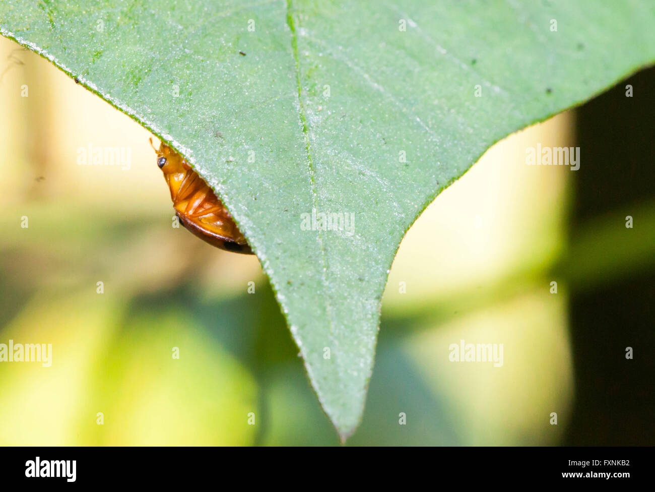 Ladybug hiding hi-res stock photography and images - Alamy