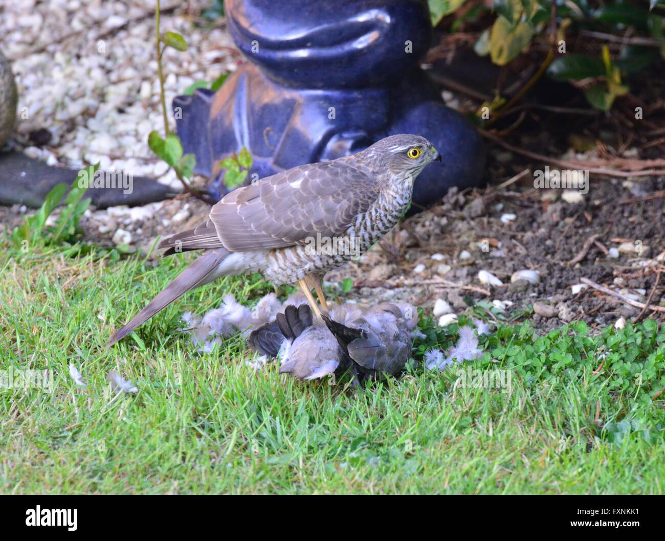 A Sparrow Hawk eating a Pigeon at a Garden in England in Spring time ...