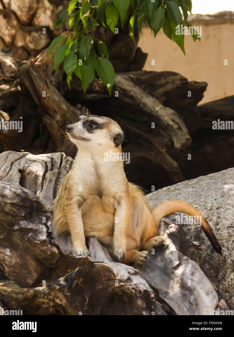 Close up single meerkat on the stone Stock Photo - Alamy