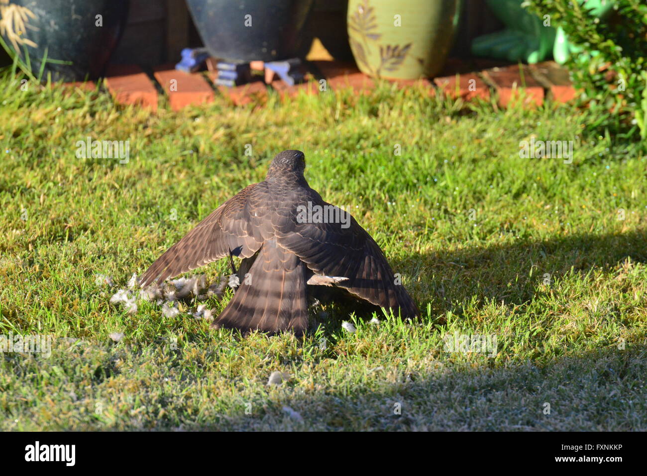A Sparrow Hawk eating a Pigeon at a Garden in England in Spring time ...