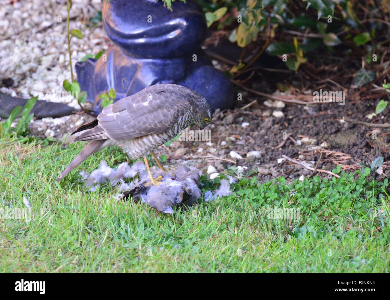 A Sparrow Hawk eating a Pigeon at a Garden in England in Spring time ...