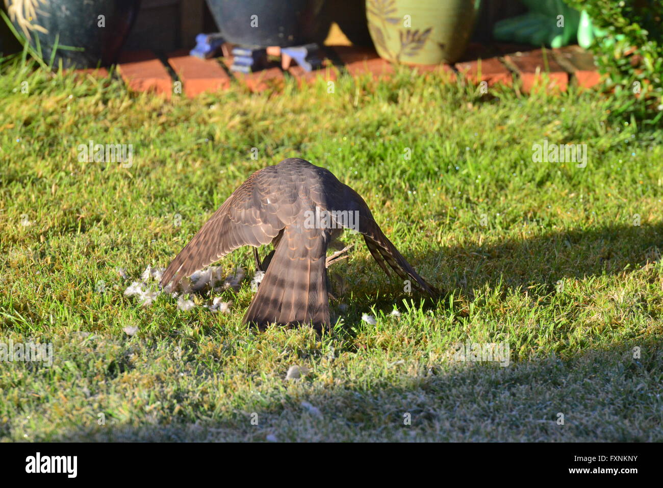Sparrow hawk with kill hi-res stock photography and images - Alamy