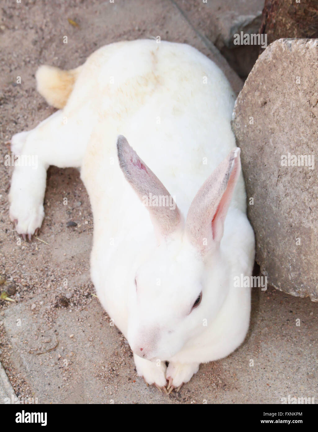Cute White rabbit on the concrete Stock Photo - Alamy
